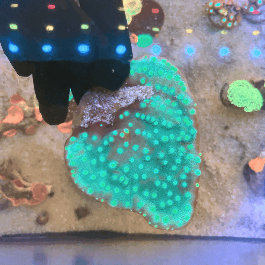 Coral Pagoda (Turbinaria spp.) | Fish Top